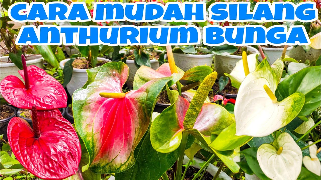 cara mudah silang anthurium bunga untuk menghasilkan jenis baru - YouTube