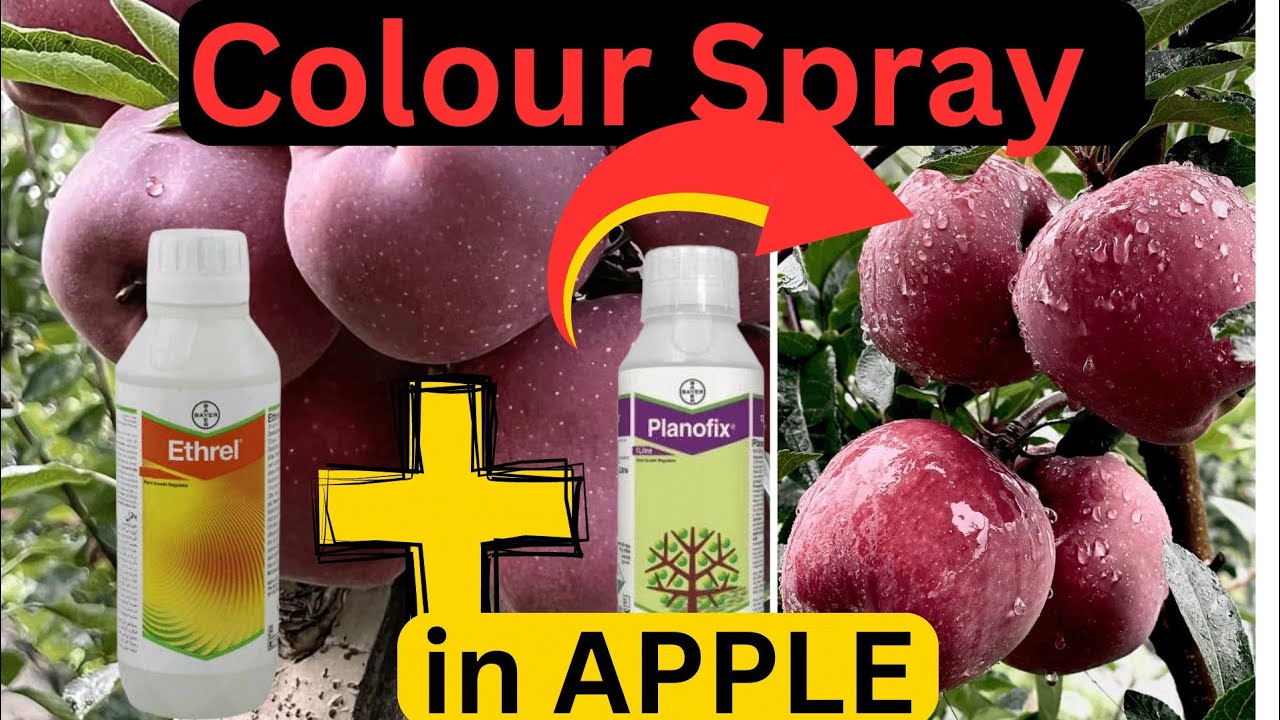 सेब में color spray Etheral, Ethopheon, Planofix का सही इस्तेमाल ! Role ...