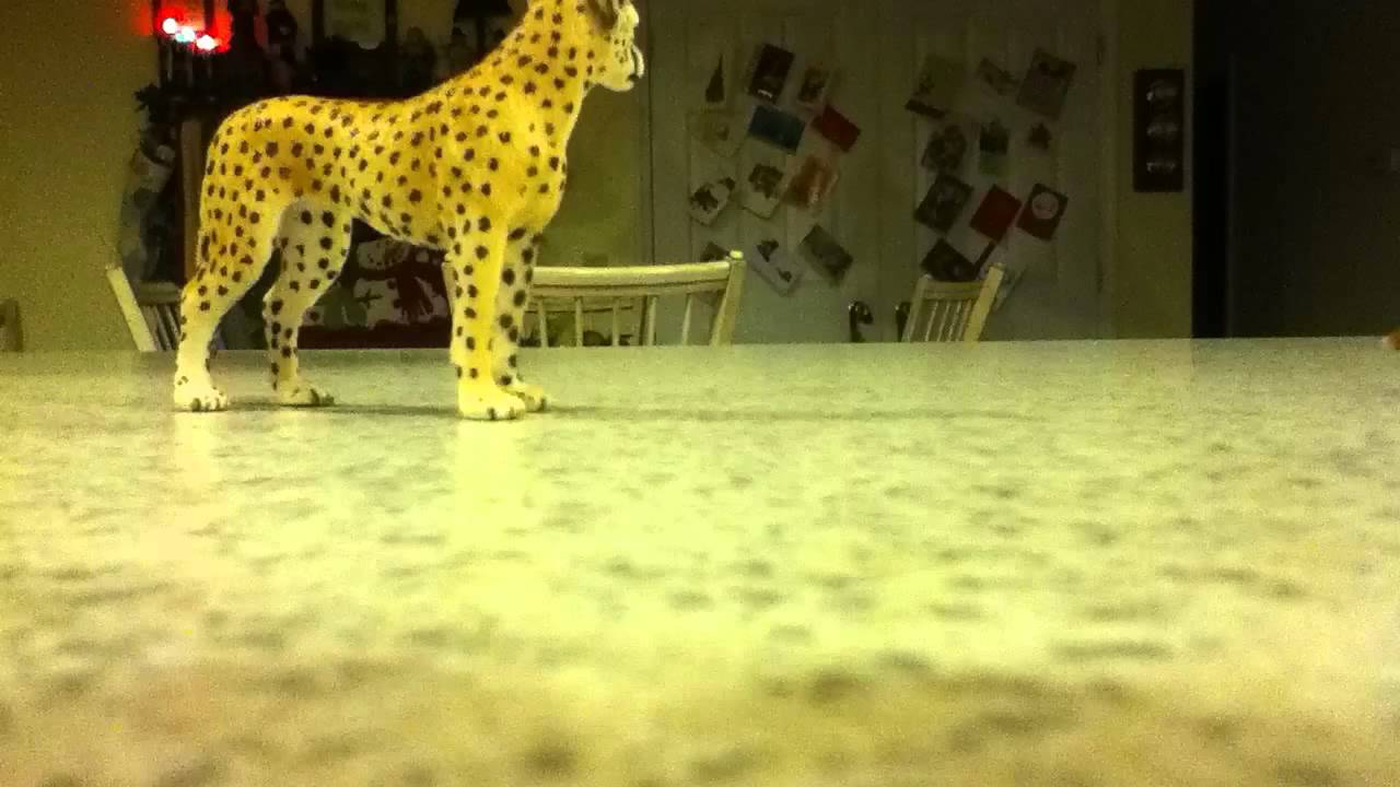 Animals Are Back 2 - YouTube