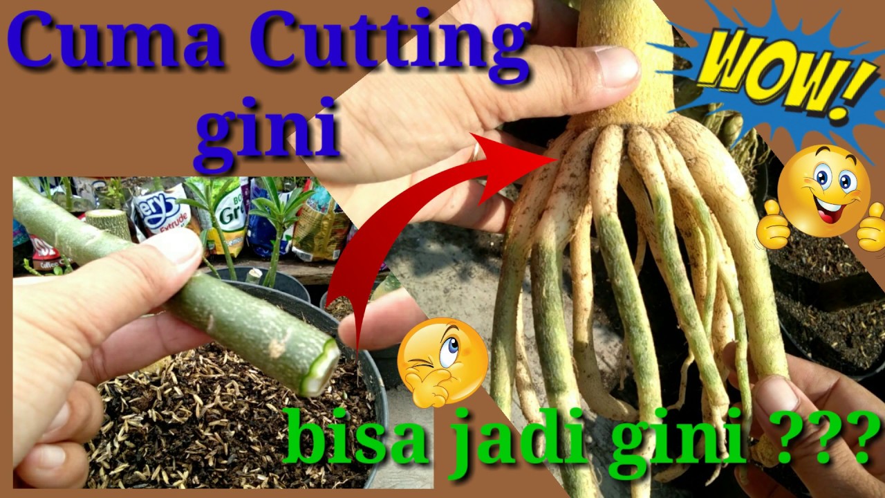 Cara Membuat Akar Gurita dari Cutting. Making octopus roots from ...