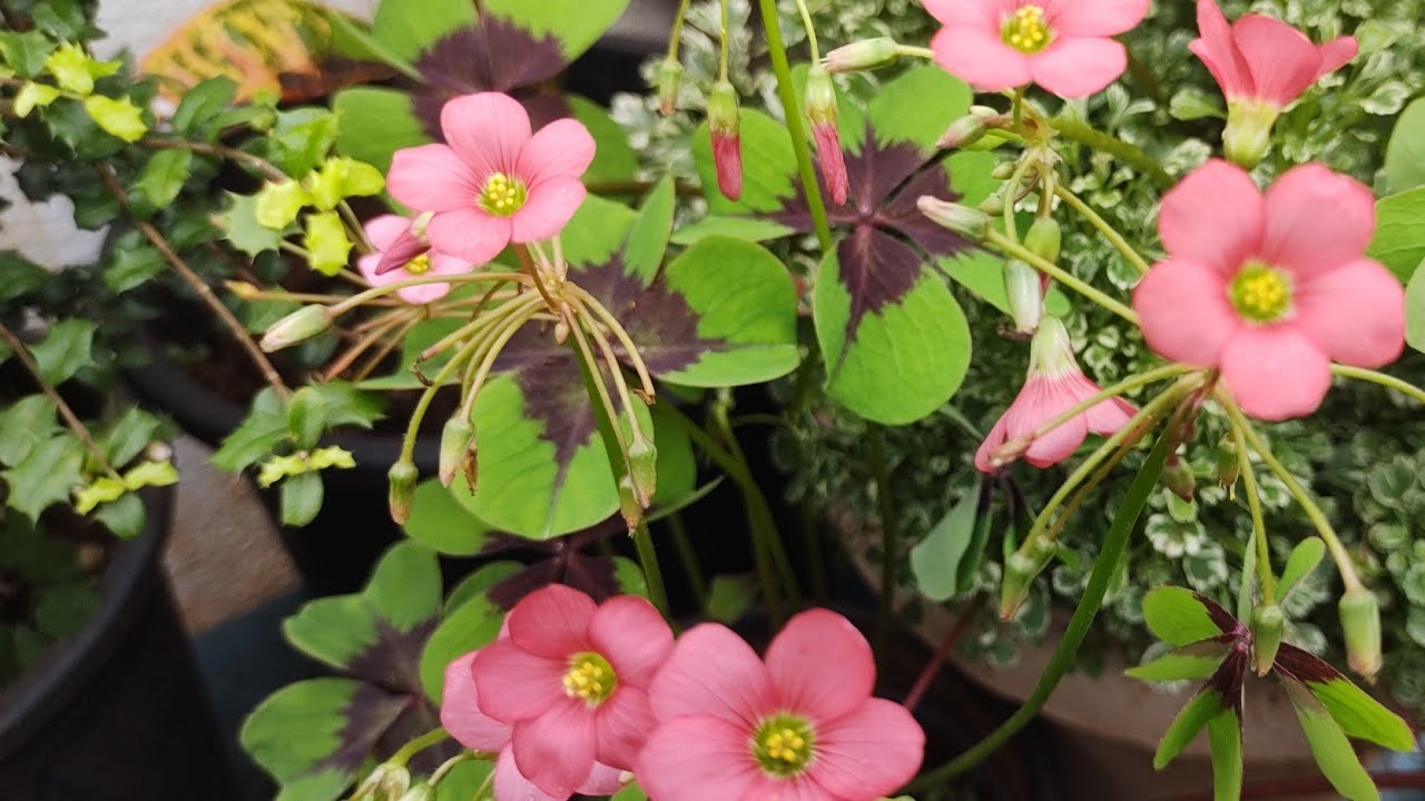 Oxalis tetraphylla#iron cross#shamrock plant#lucky clover.....a ...