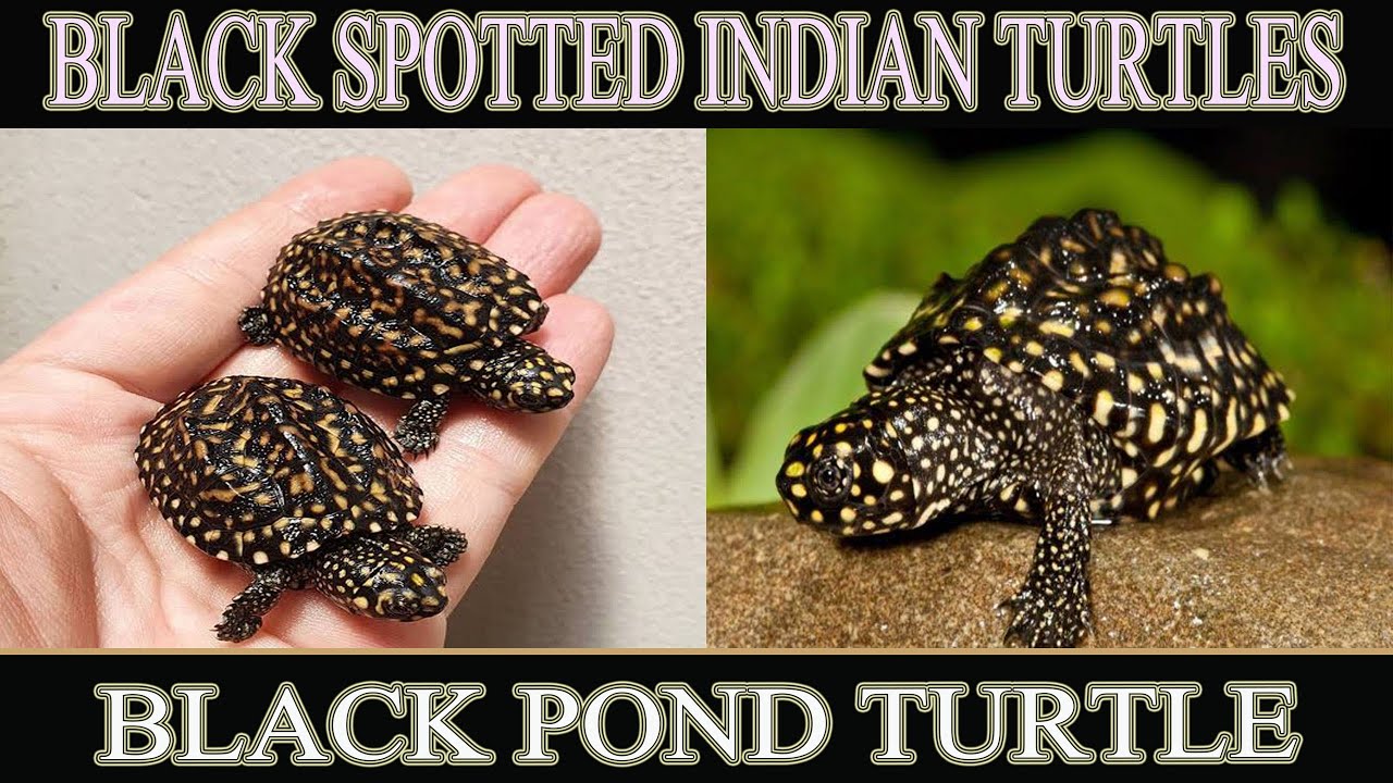 Black Spotted Indian Turtle (Care, Food, Shelter) || Black Pond Turtle ...