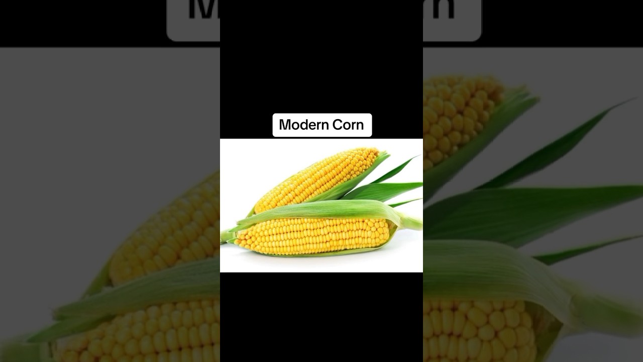 How fruits looked before humans😳 #shorts - YouTube