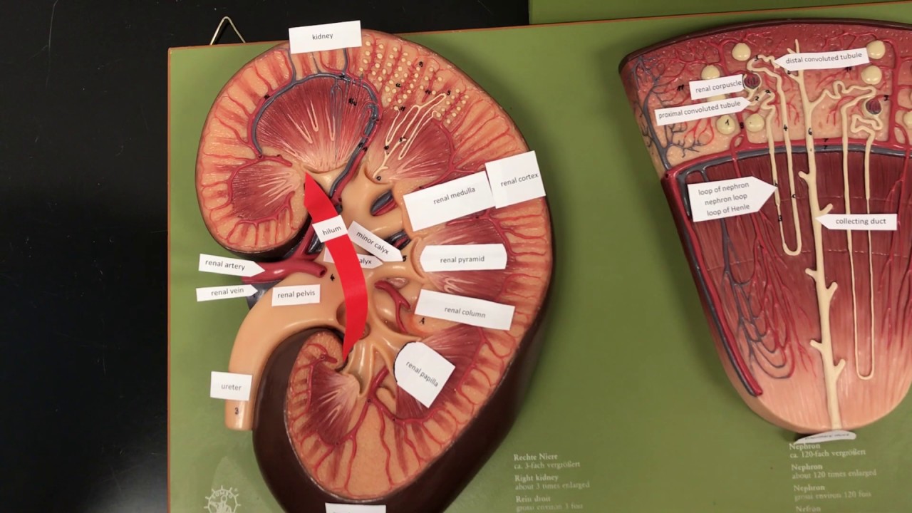 CCC Online Biology Lab – Tour of the Kidney in the Urinary System - YouTube