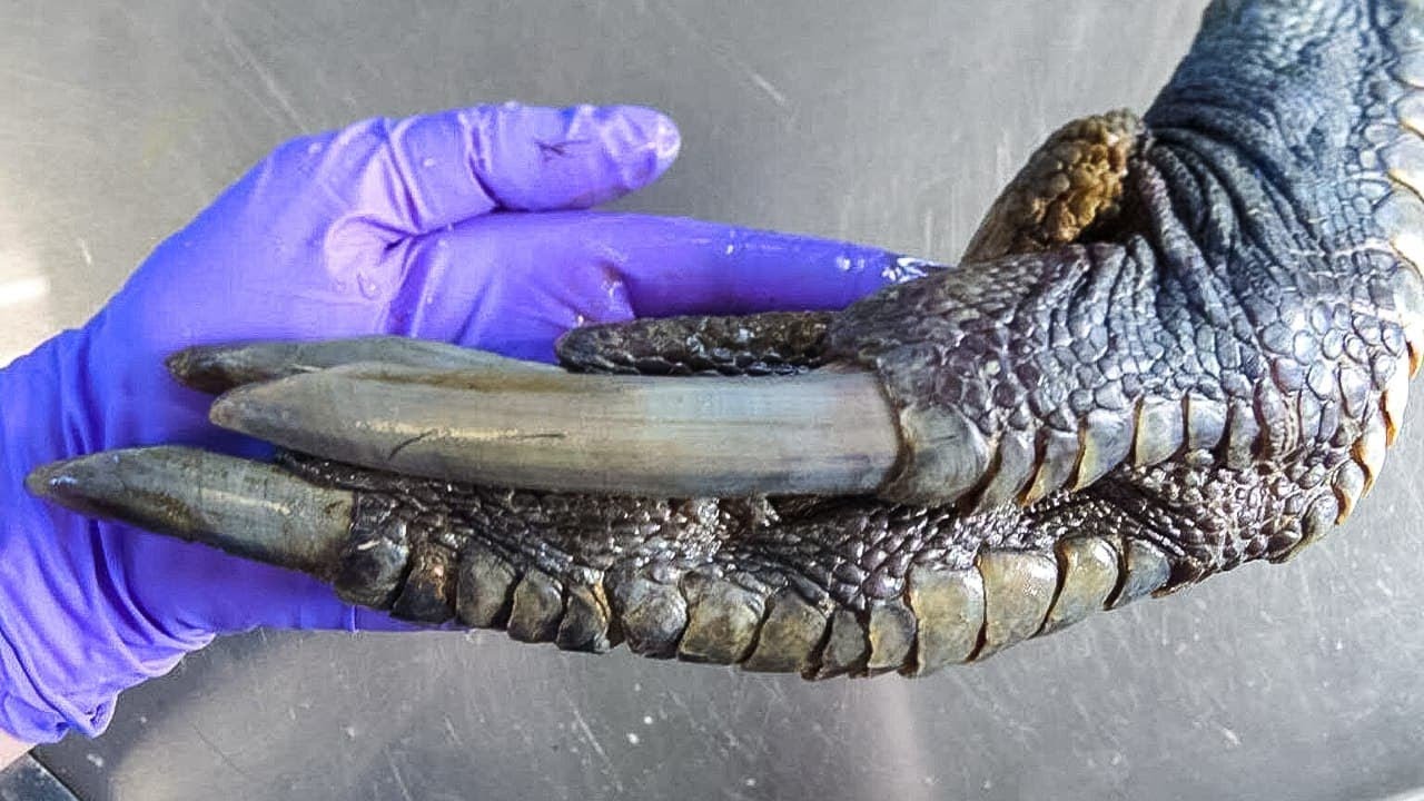 This Dinosaur Is Still Alive and You Should Stay Away From It - YouTube