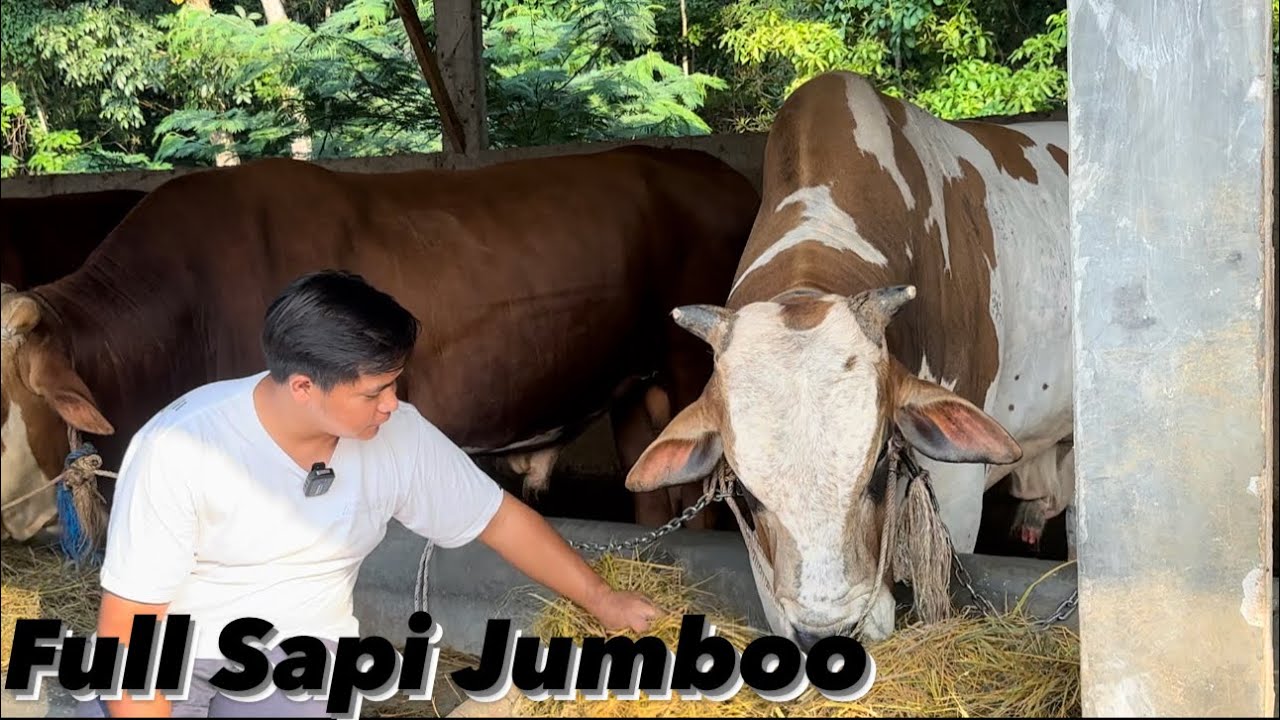 FULL SAPI JUMBO RAYON 4 AKBAR FARM🔥 - YouTube