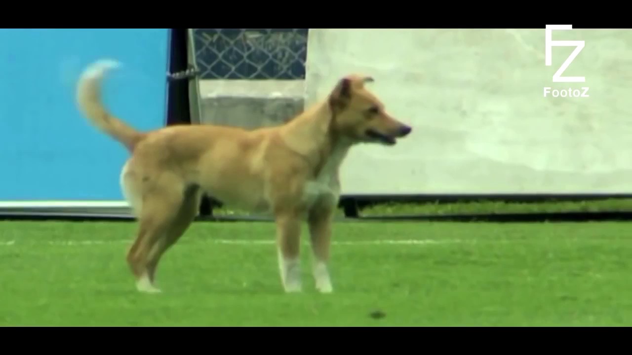 ANIMALS on the Football Pitch Funny Moments HD - YouTube