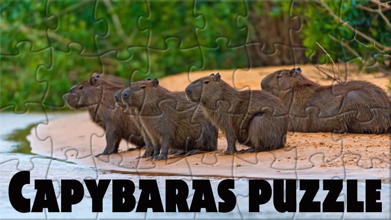 Capybara - Capybaras - Capybara puzzle | Puzzle GUM - YouTube