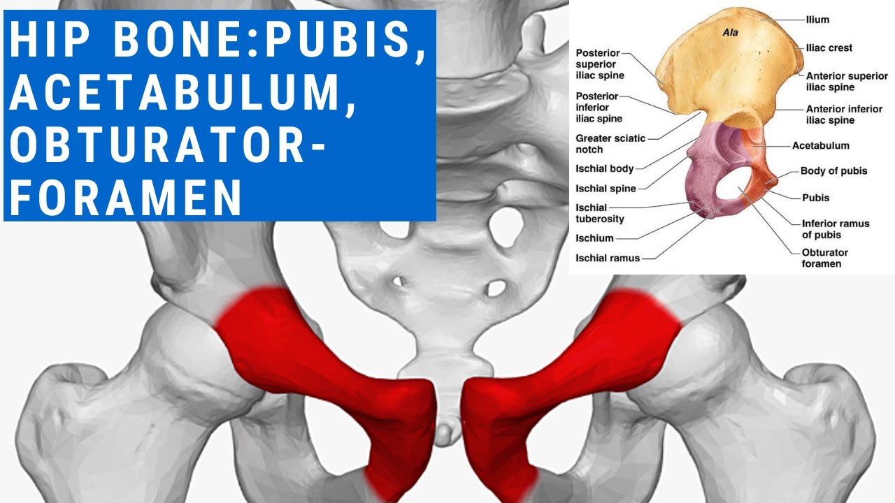 HIP BONE || PUBIS || ACETABULUM || OBTURATOR FORAMEN || - YouTube