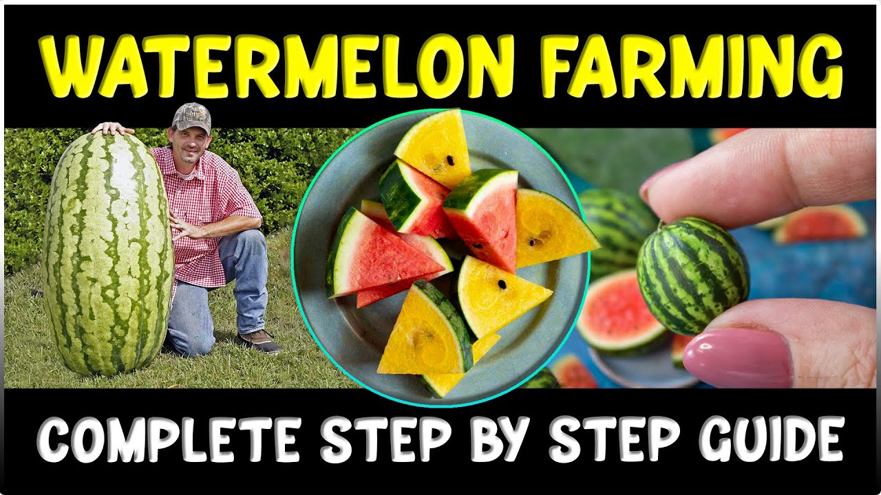 Watermelon Farming : A Step-by-Step Cultivation Guide - YouTube