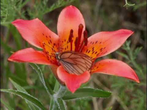 Дапсы - Сибэкки - YouTube