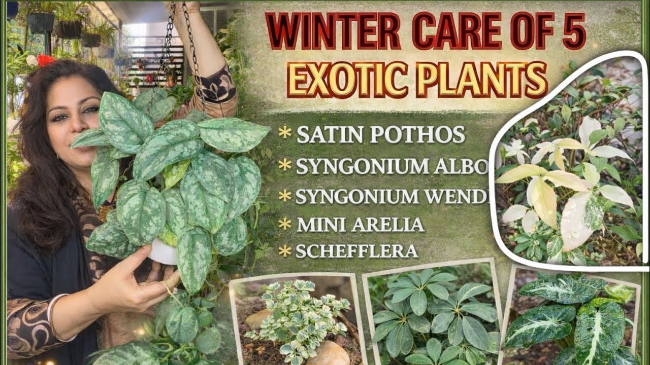 COMPLETE WINTER CARE GUIDE: SYNGONIUM ALBO ,SATIN POTHOS,MINI ARELIA ...