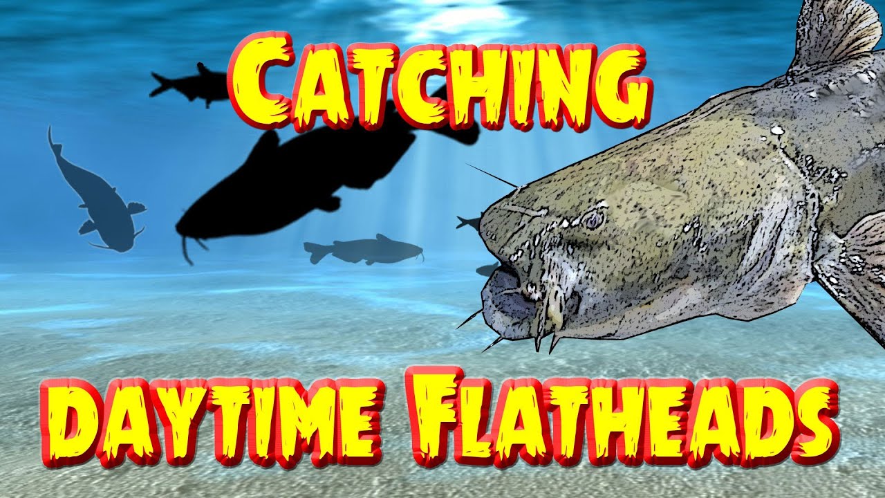 Catching Flathead catfish in the daytime - YouTube