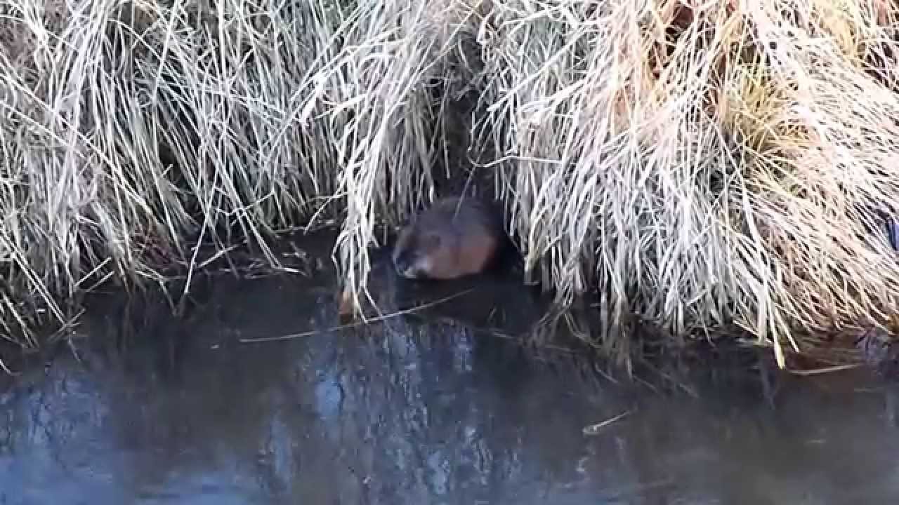 Muskrat in the Kalamazoo River, Whitehouse Nature Center, Albion ...
