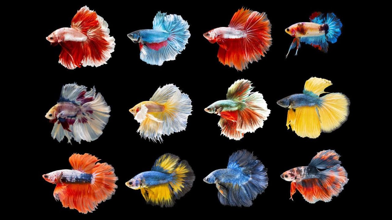 Beta Fish Fight Beautiful Fighter fish fight ប្រភេទនៃត្រីក្រឹមជល់ - YouTube