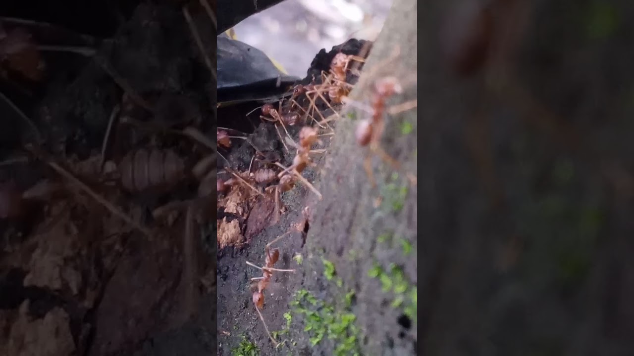 Semut Angkrang - YouTube