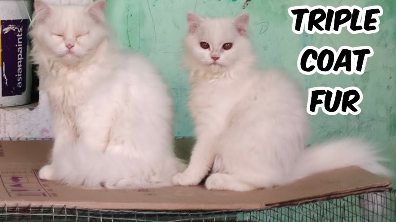 Semi Punch Face Persian Kittens in Hyderabad Near Shama Talkies ...