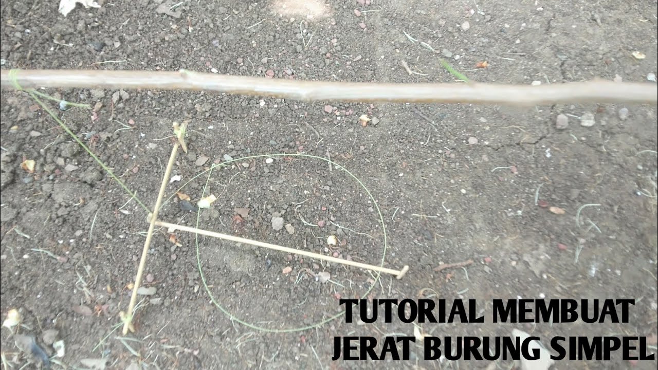 TUTORIAL MEMBUAT JERAT BURUNG MUDAH DAN SIMPEL DENGAN BAHAN SEADANYA ...