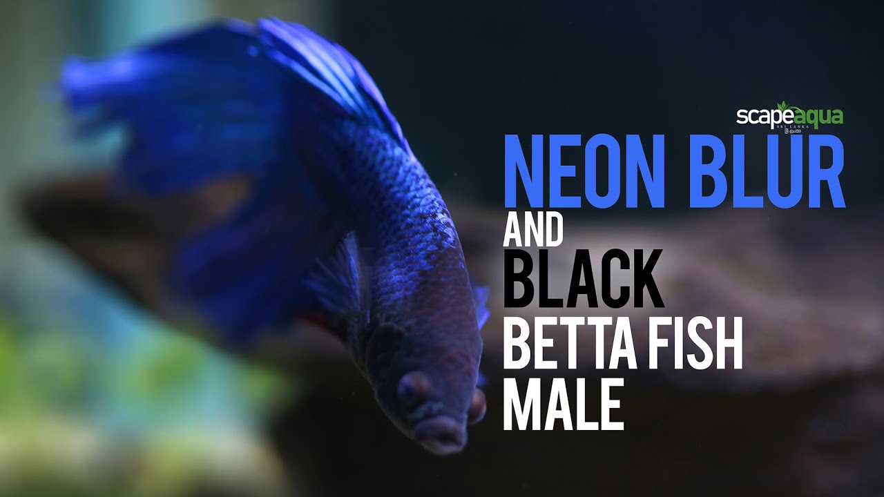 Neon Blur & Black Betta Fish - MINI Aquascaping - YouTube