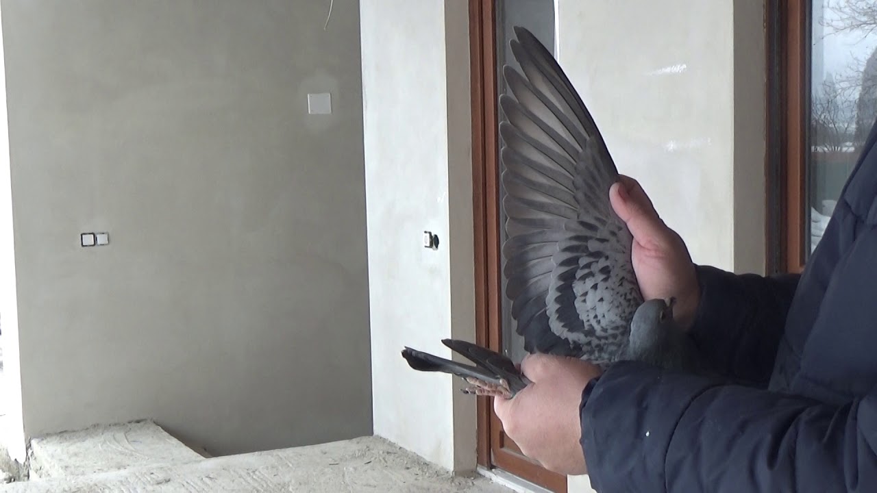 NL 1160428 - 2018 orig. Ko van Dommelen - YouTube