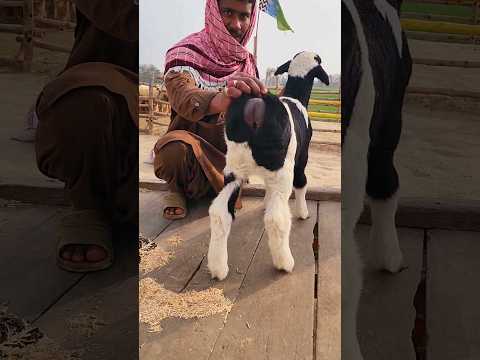 #black #Brown #dumba #Badi #Chakki #wala #malik #imran #goat #farm03154274225
