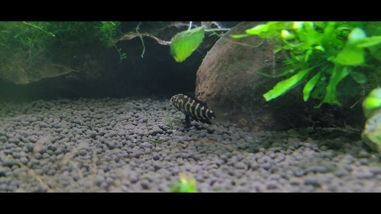 Apistogramma Kullanderi With Fry - YouTube