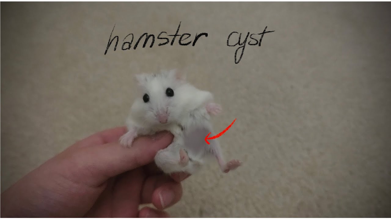 Hamster Cysts [Benign Tumor] - YouTube