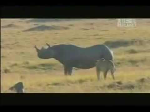 Aslan Sürüsü Gergedan Avında