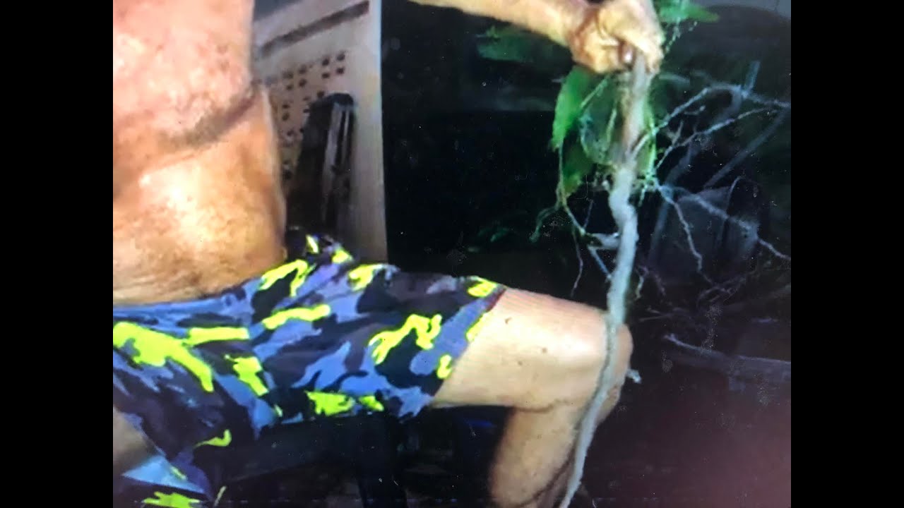 FINALLY, MANGO MADNESS, MASSIVE TAP ROOT Exposed! Getting Mango ...