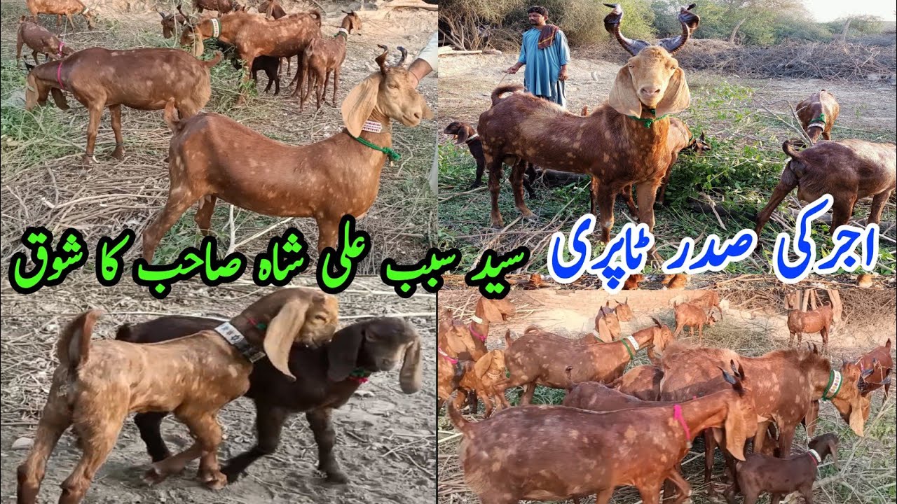 Ajraki Tapri goats - YouTube