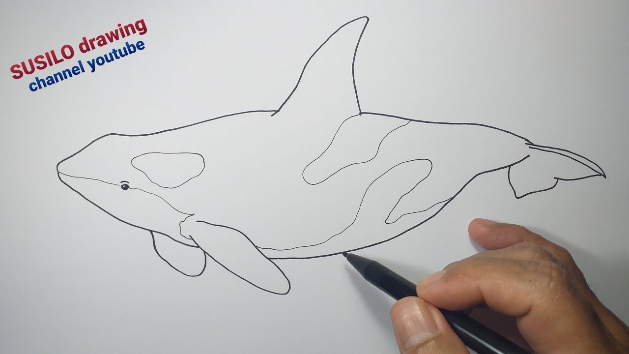 Cara Menggambar Ikan PAUS PEMBUNUH Untuk Pemula || How to draw ORCA ...