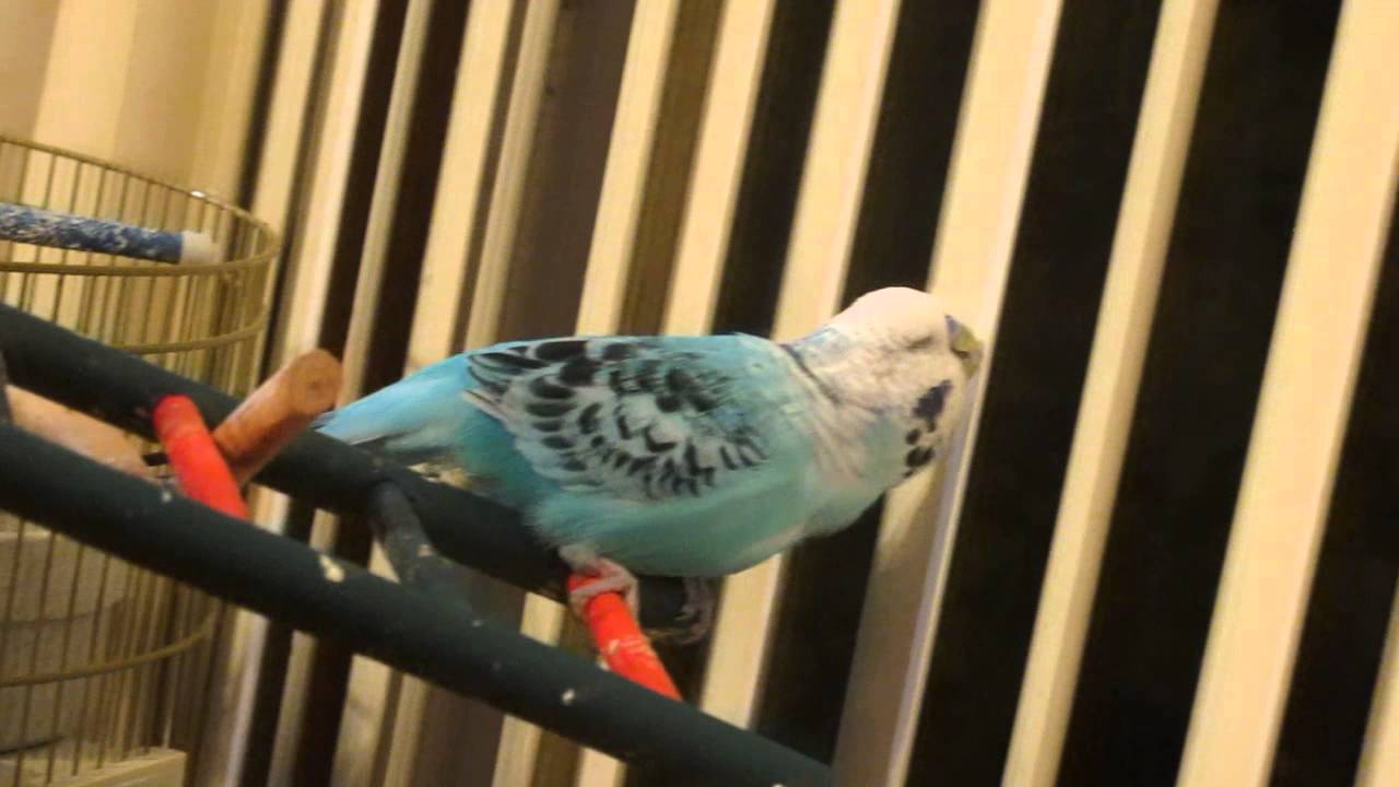 The Slats Game Part 2 - YouTube