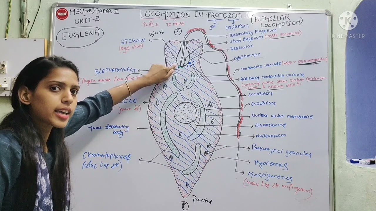 Locomotion In Protozoa Flagellar And Ciliary Movement In Paramecium Youtube