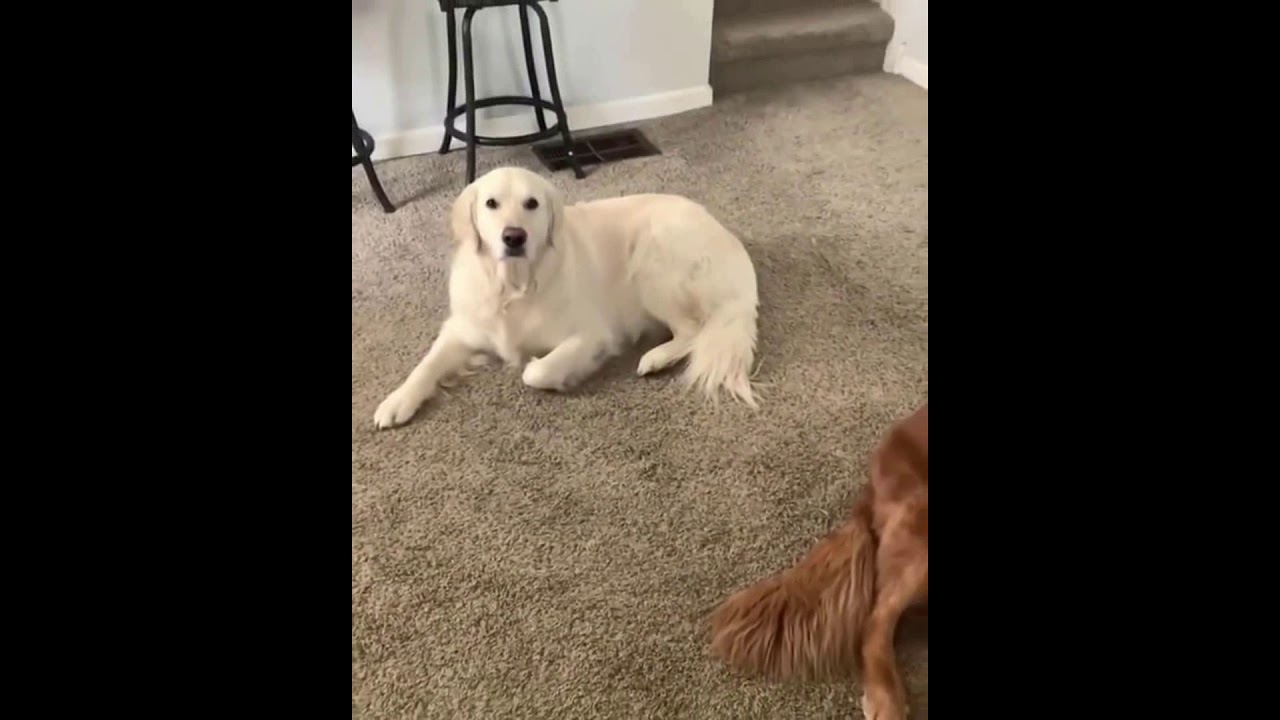 Adorable Video of a Dog Apologizing to his Brother Goes Viral ...