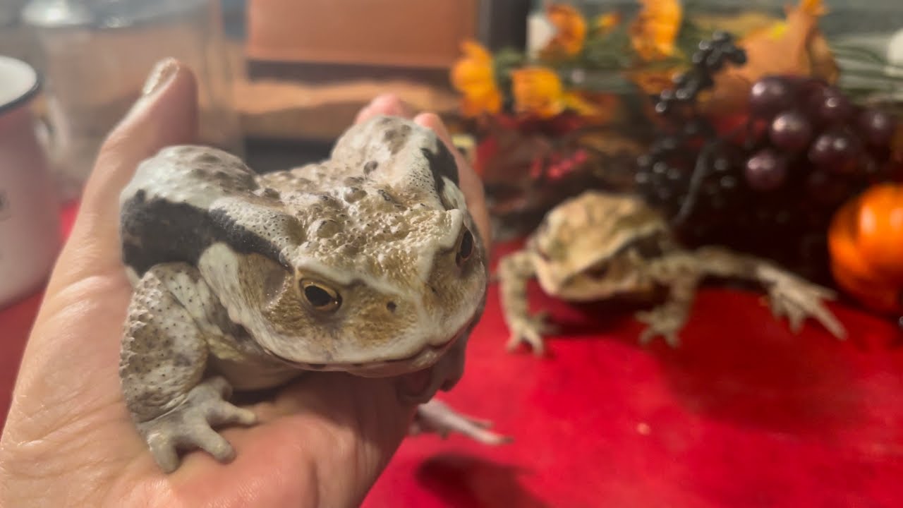 ムチムチボディの巨大ヒキガエル達がお食事します ︎ Huge toads are having dinner again tonight.🐸🐸🐸 - YouTube