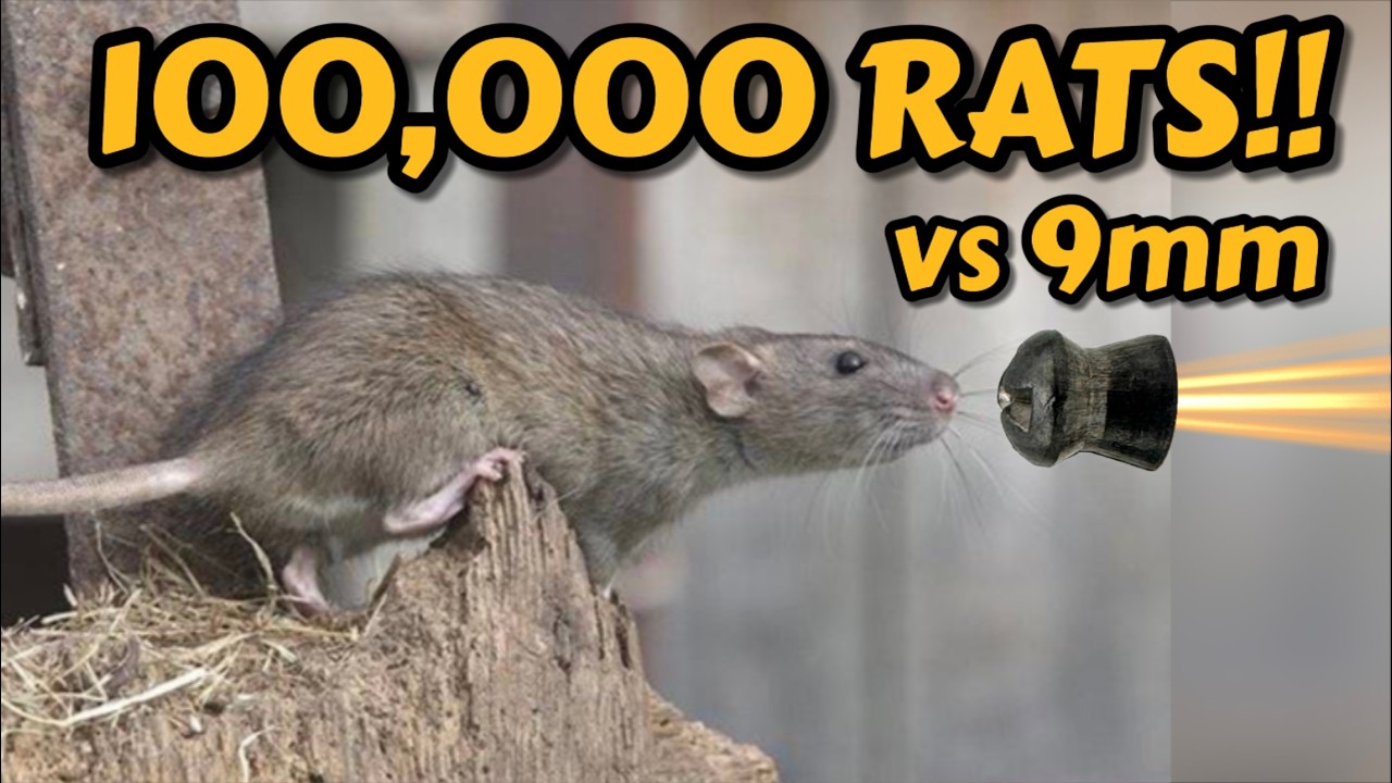 100,000 Rats in an Infested Warehouse! - YouTube
