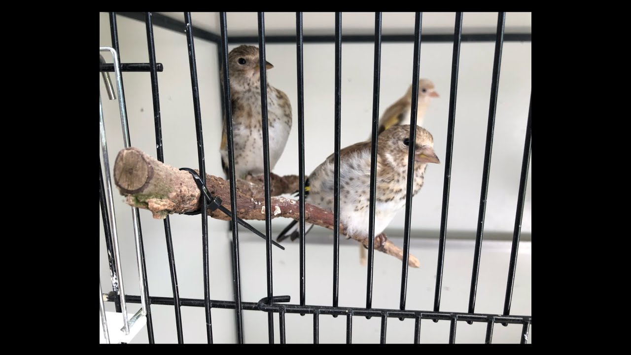 Kweek met grote distelvinken 2020 natuurbroed - élevage chardonneret ...