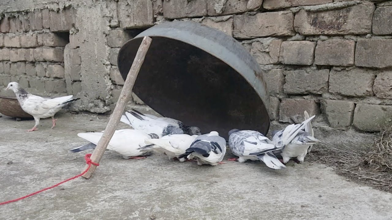 Amazing Pigeon Trapping technique| buy catching Bird with silver ware ...