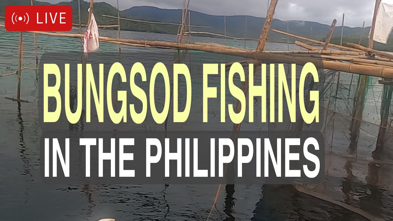 LIVE: FISHING THE FISHING TRAPS IN THE PHILIPPINES / BUNGSOD FISHING ...