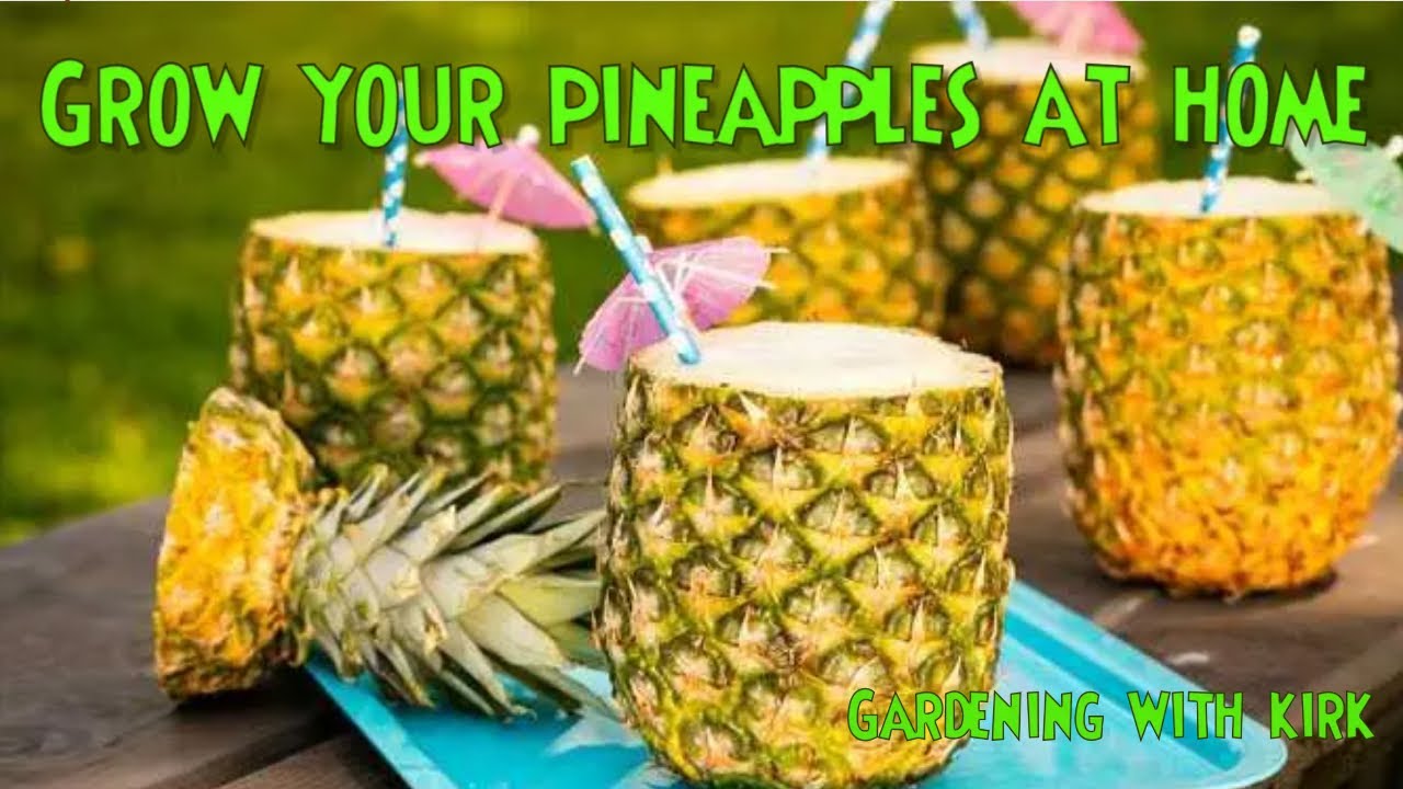 Growing Your Pineapples at Home | Easy Pineapple Planting Guide ...