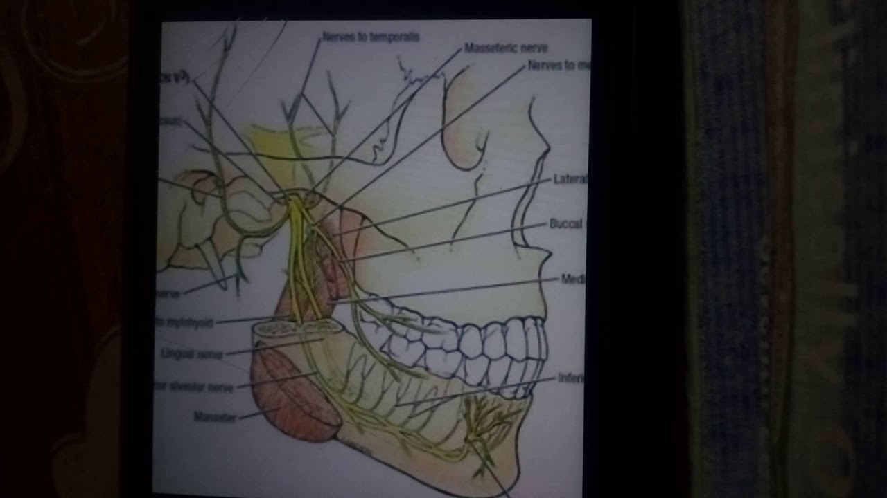 MANDIBULAR NERVE in easy way part 1 - YouTube