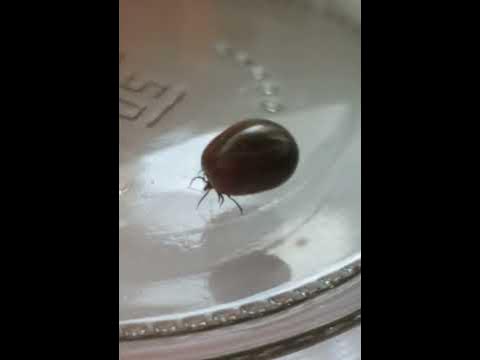 Zecke vollgesaugte - YouTube