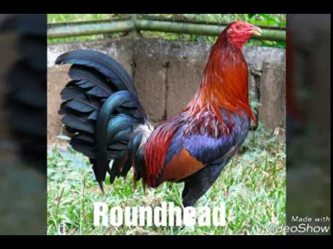 Top Strongest Gamefowl Breeds Part 2 - YouTube