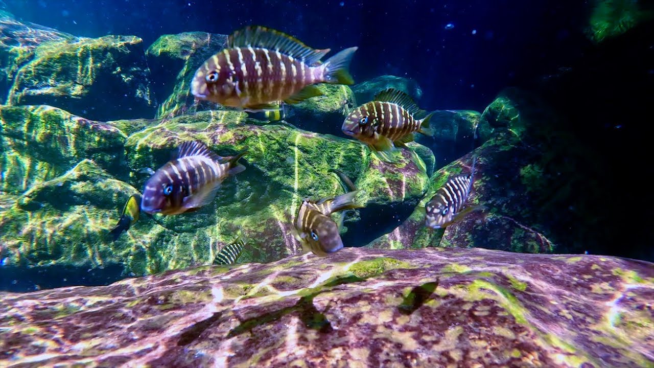 Swimming With Cichlids - Tropheus annectens near Kekese - YouTube