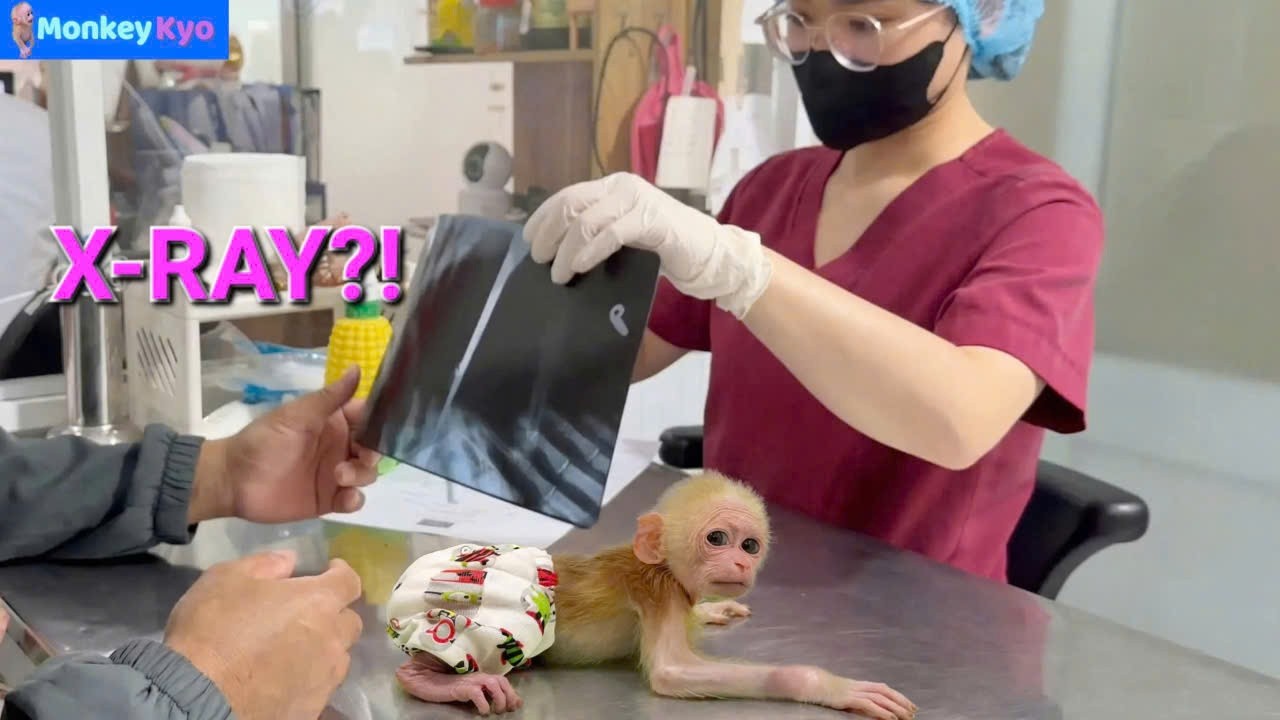 Baby Monkey BuNa Got Hurt and Needed an X-Ray… Dad Was Panicking! 😢 ...