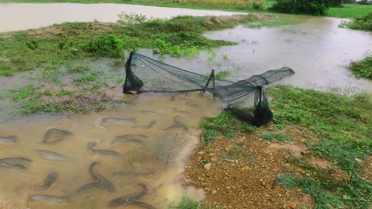 Flood Fishing 2020! Fish Trapping System Using Nets When Water Flood Up ...