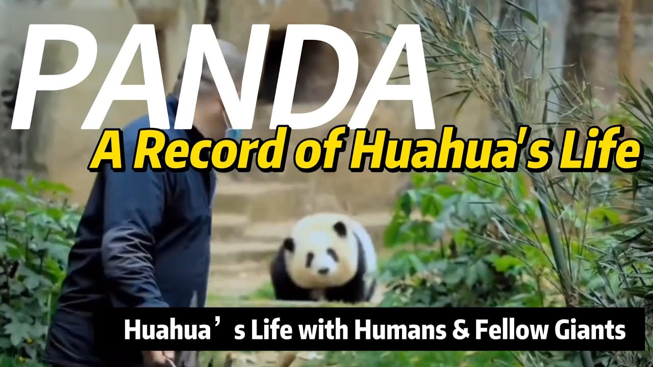 Huahua the Panda: Living with Humans & Fellow Giants | Panda Life - YouTube