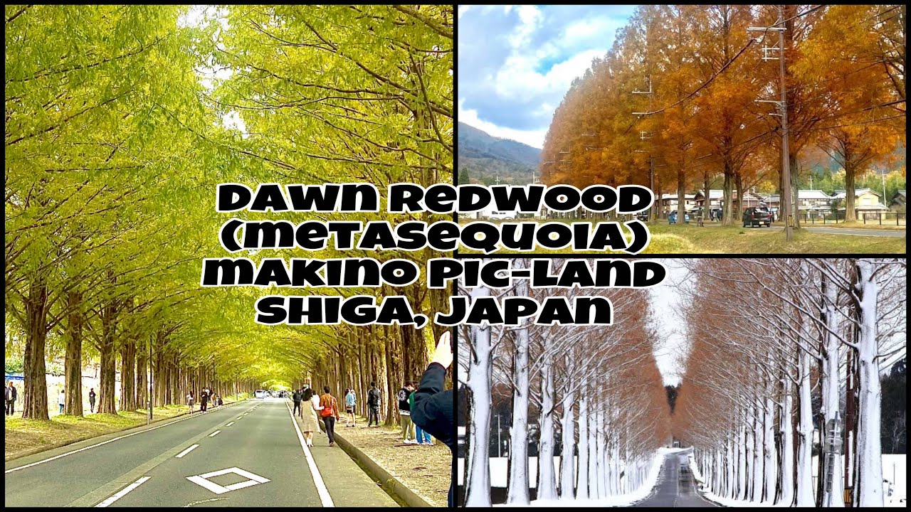 Beauty of Nature Dawn Redwood Makino Pic-Land | nature | Japan - YouTube