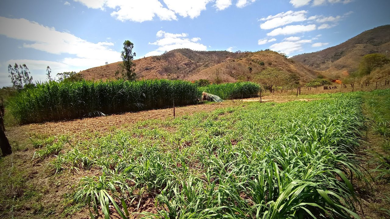 Técnicas para facilitar o manejo da sua capineira e obter bons ...