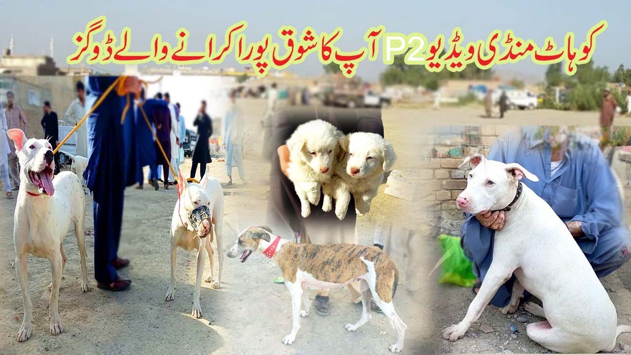 Pakistan Famous Dogs Market 203 | Kohat Dogs Bazar |Kohat dog mandi ...